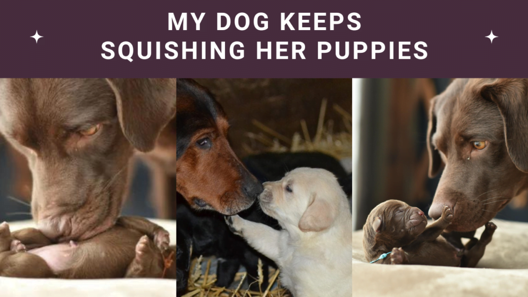 My Dog Keeps Squishing Her Puppies: Causes & Tips!