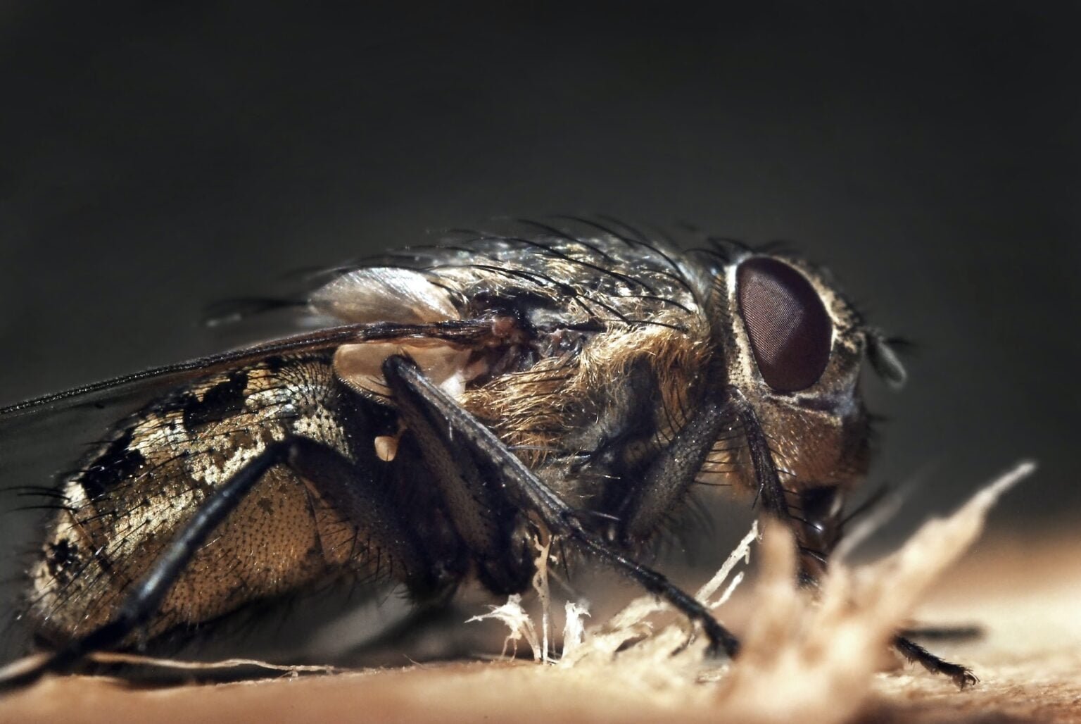 Black Fly Vs Tick Bite On Dog: What Every Owner Must Know!