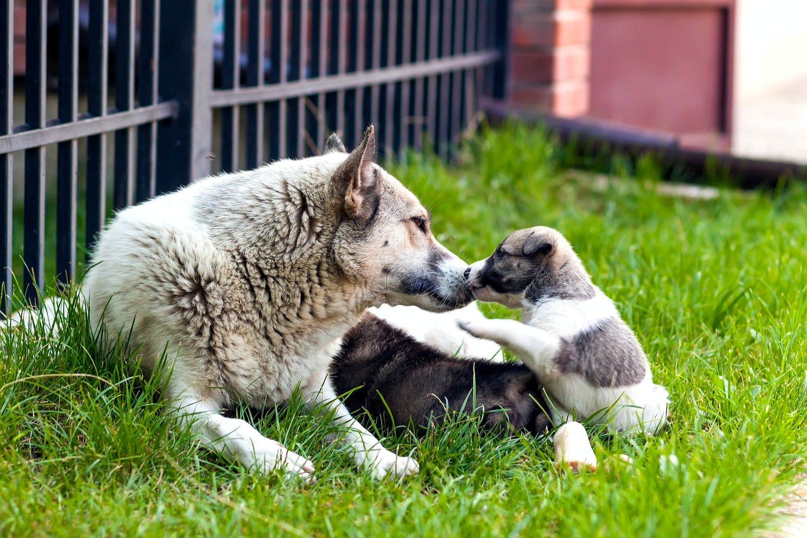 My Dog Keeps Squishing Her Puppies: Causes & Tips!